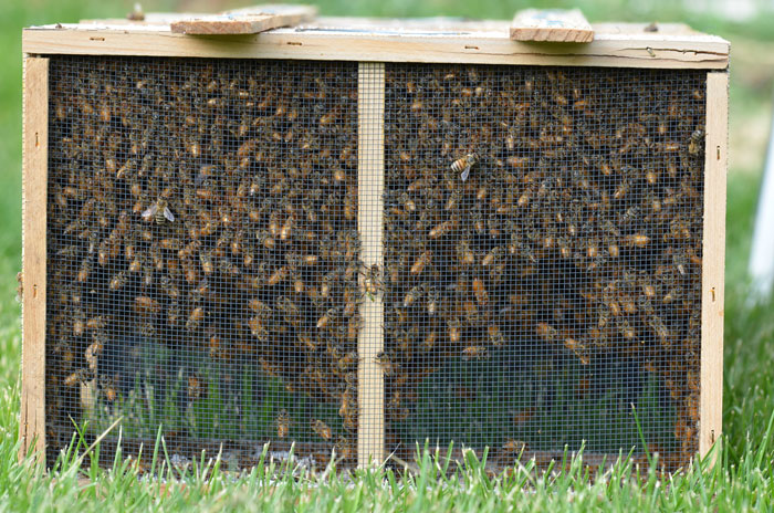 Thus begins beekeeping season – The FoxPlot